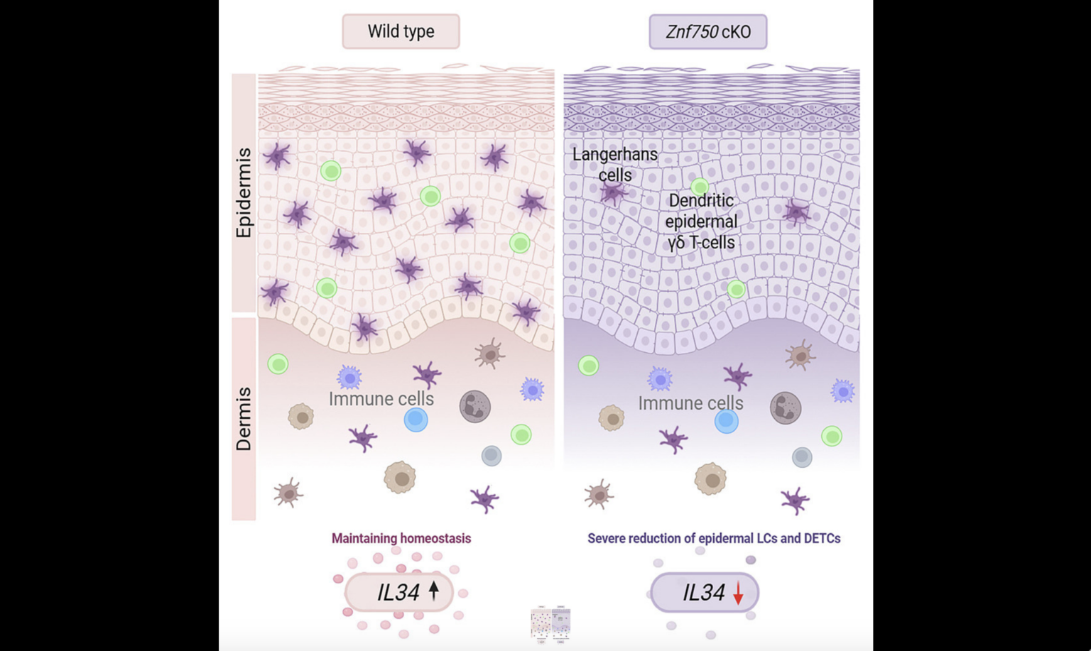 BGU: A Single Skin Gene Helps Build the Body’s First Line of Immune ...